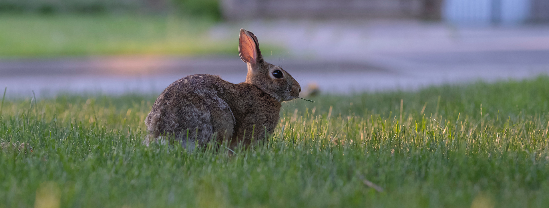Les animaux dans la ville - Fuveau